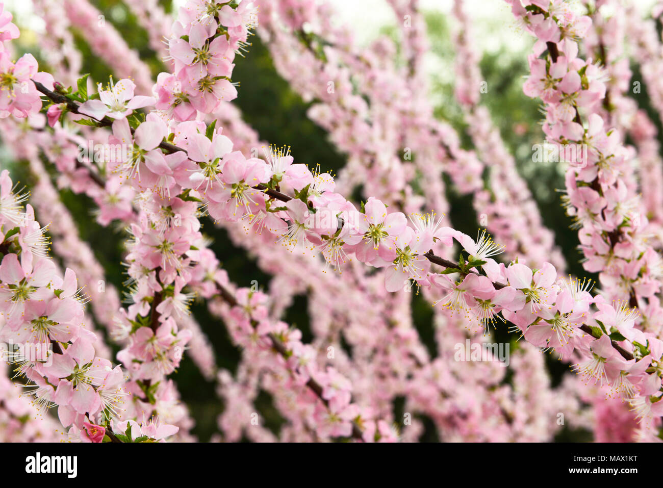 Profusely laden branch of a flowering cherry tree in Beijing, China ...