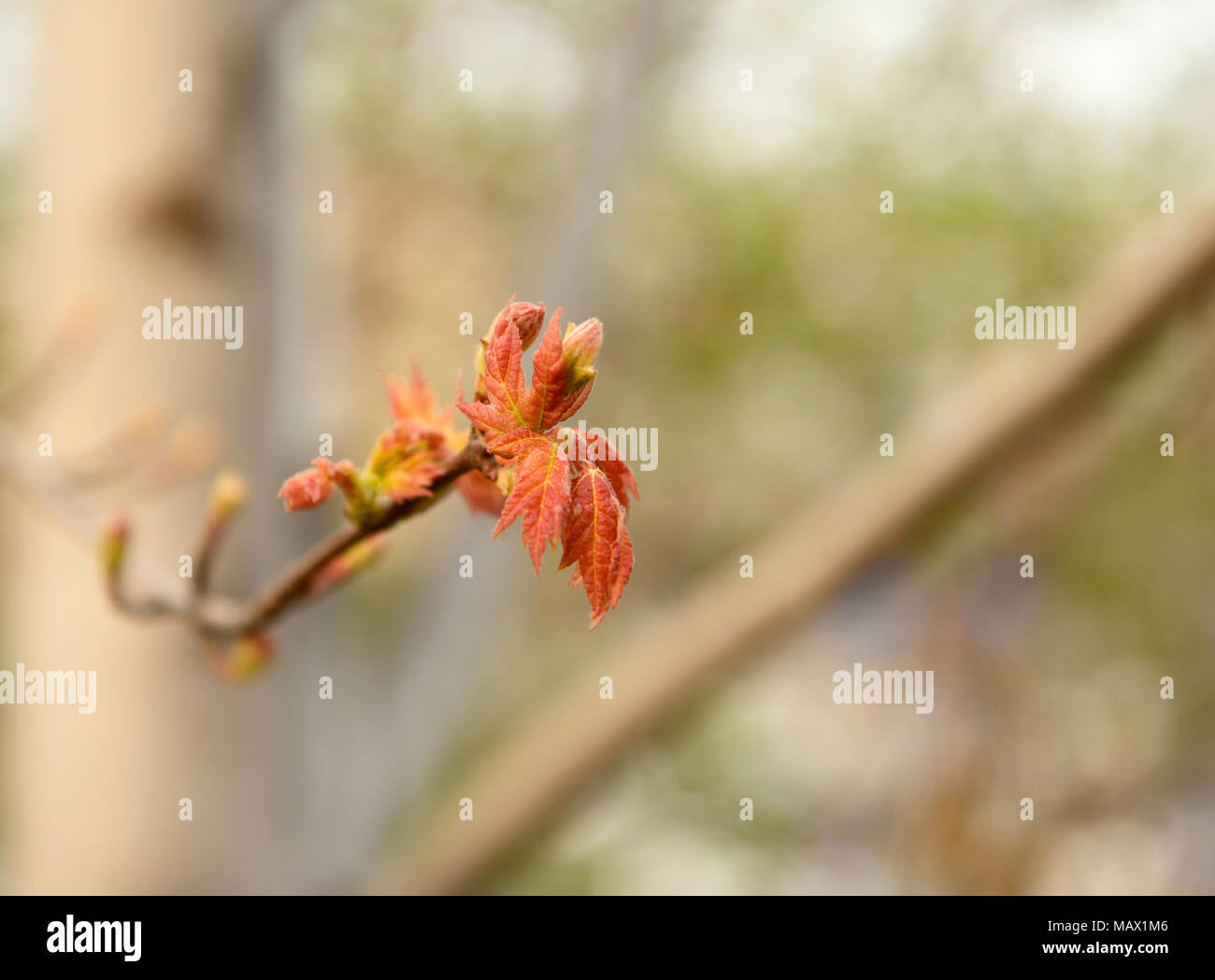 Plant tip with young leaves hi-res stock photography and images - Alamy