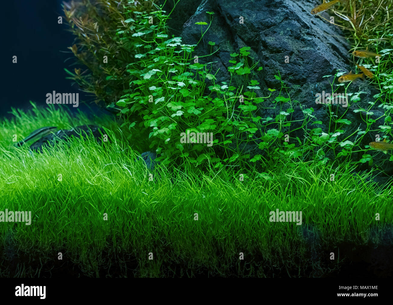 freshwater aquarium green plants Stock Photo - Alamy