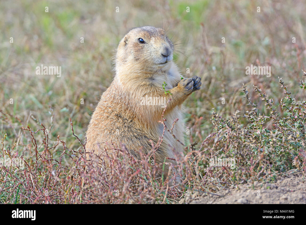 Prairie Dog Eating in the Prairie in Devils Tower National Park in ...