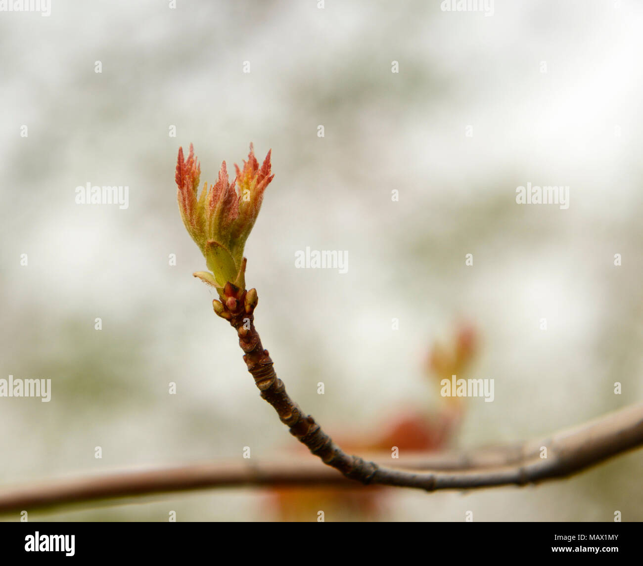 Plant tip with young leaves hi-res stock photography and images - Alamy