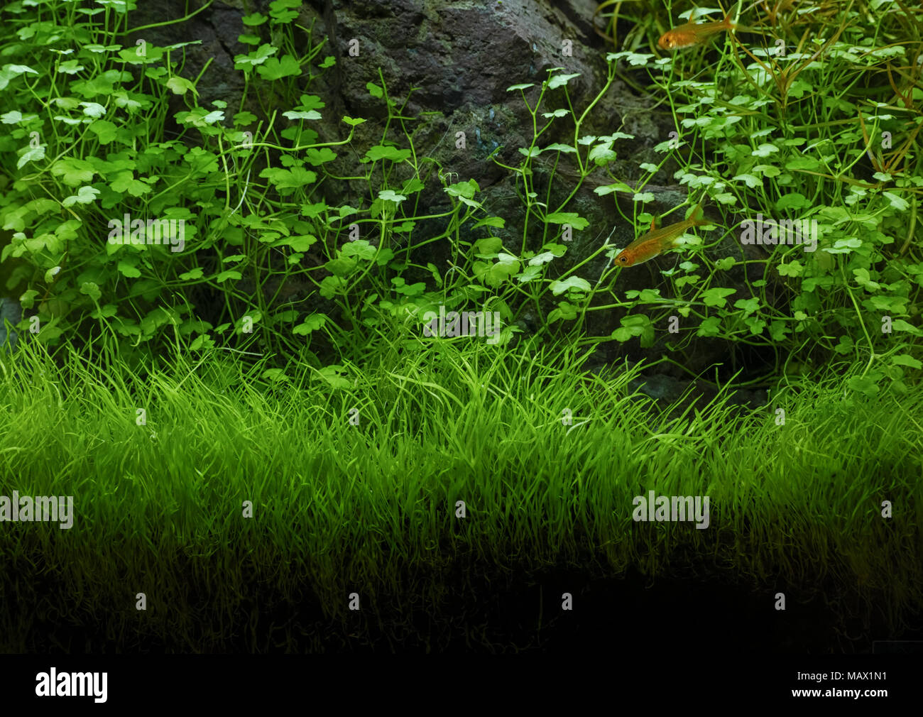 freshwater aquarium green plants Stock Photo - Alamy