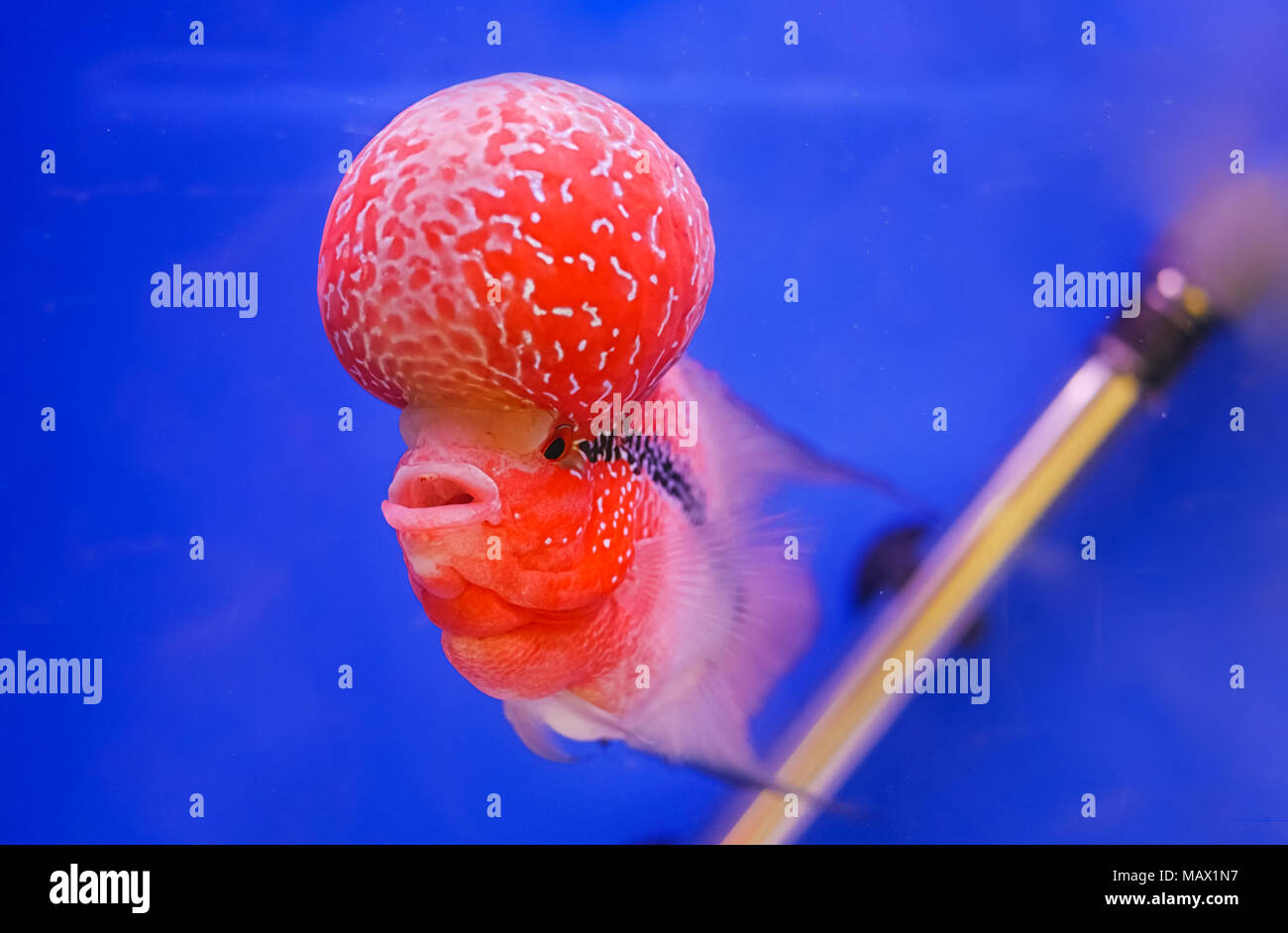 Flower horn fish hi-res stock photography and images - Alamy