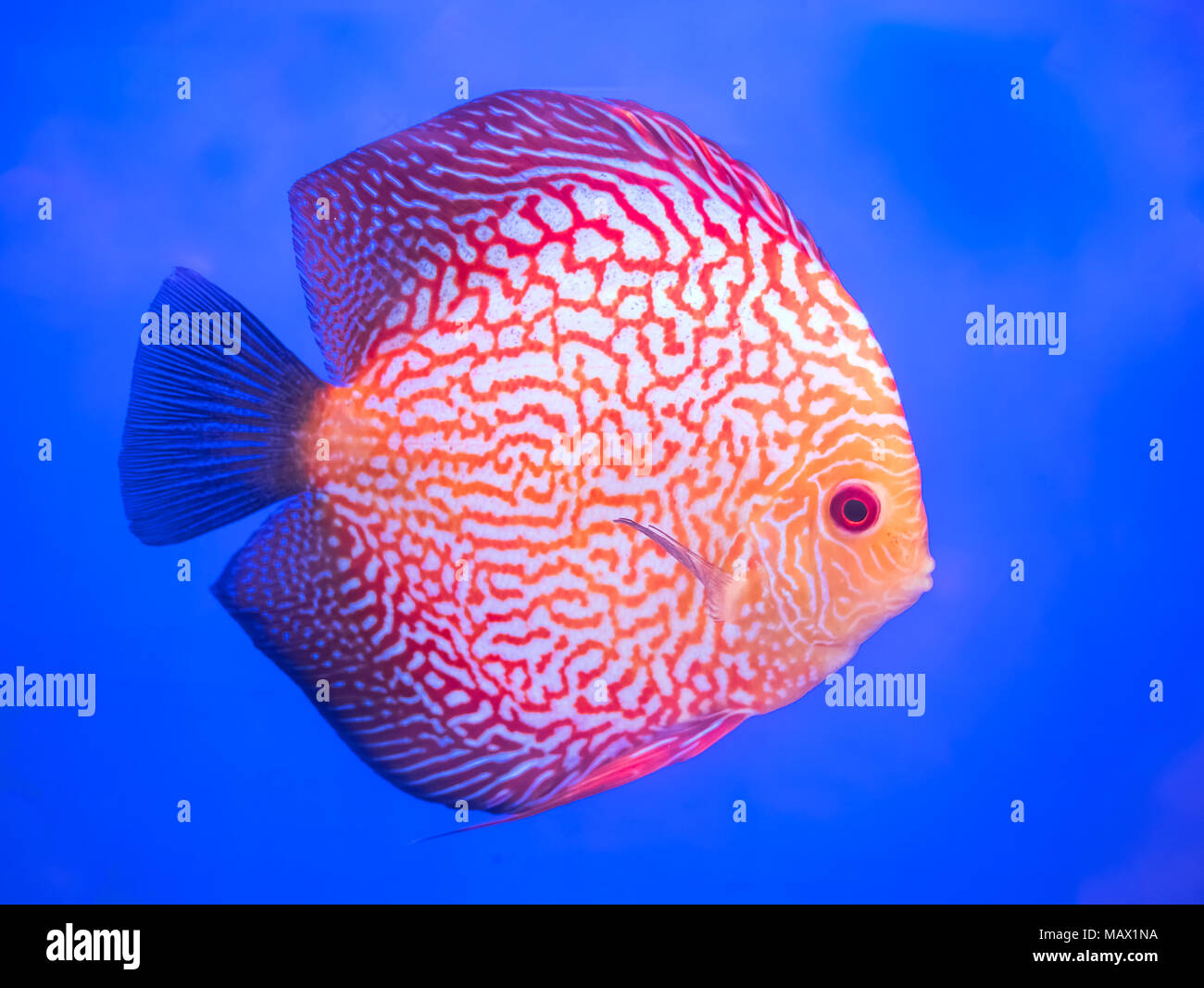 Pompadour fish hi-res stock photography and images - Alamy