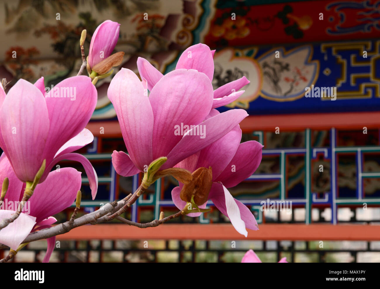 A Magnolia liliiflora tree flowers in a park in central Beijing. Also ...