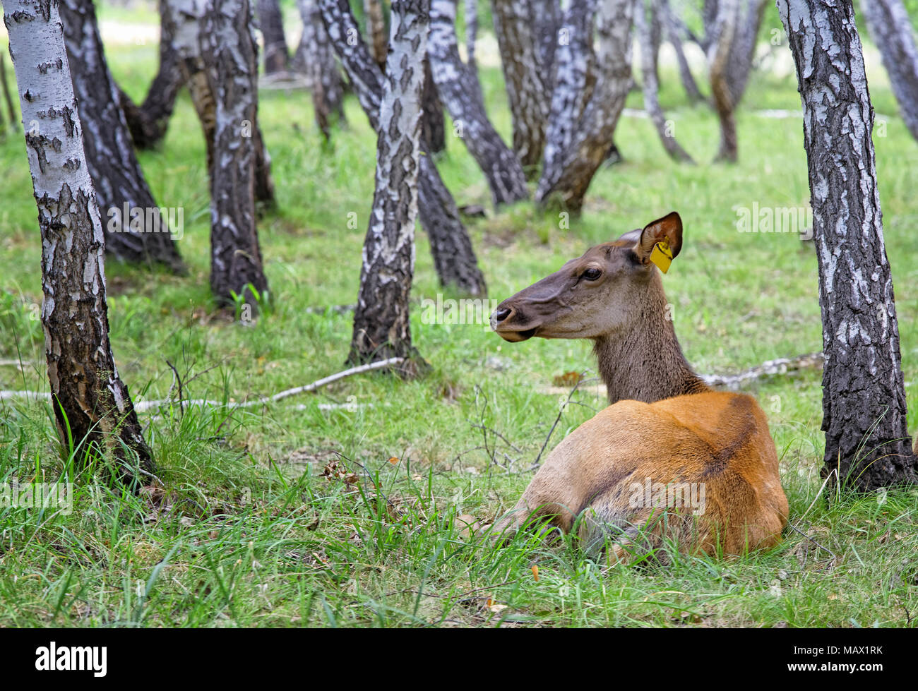 Female deer-maral lies in the birch forest.Attentively listens to the ...