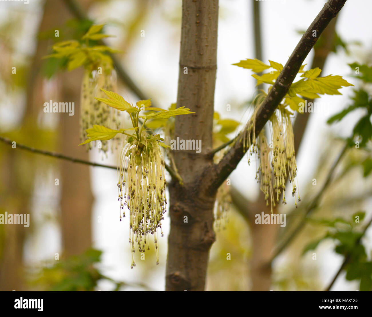 Flowers hang from branches of a small tree in a Beijing park in early ...
