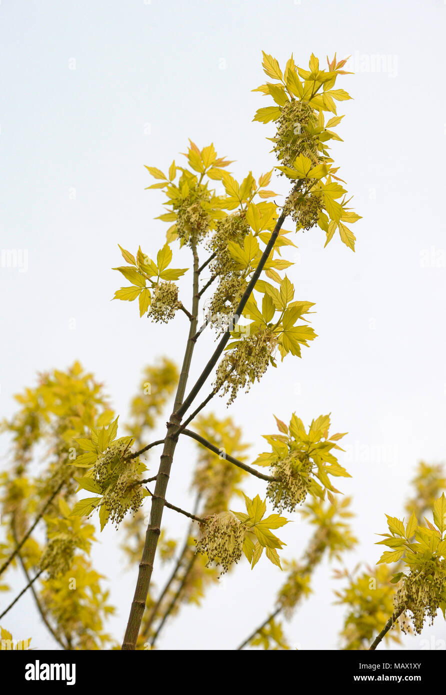 Flowers hang from branches of a small tree in a Beijing park in early ...