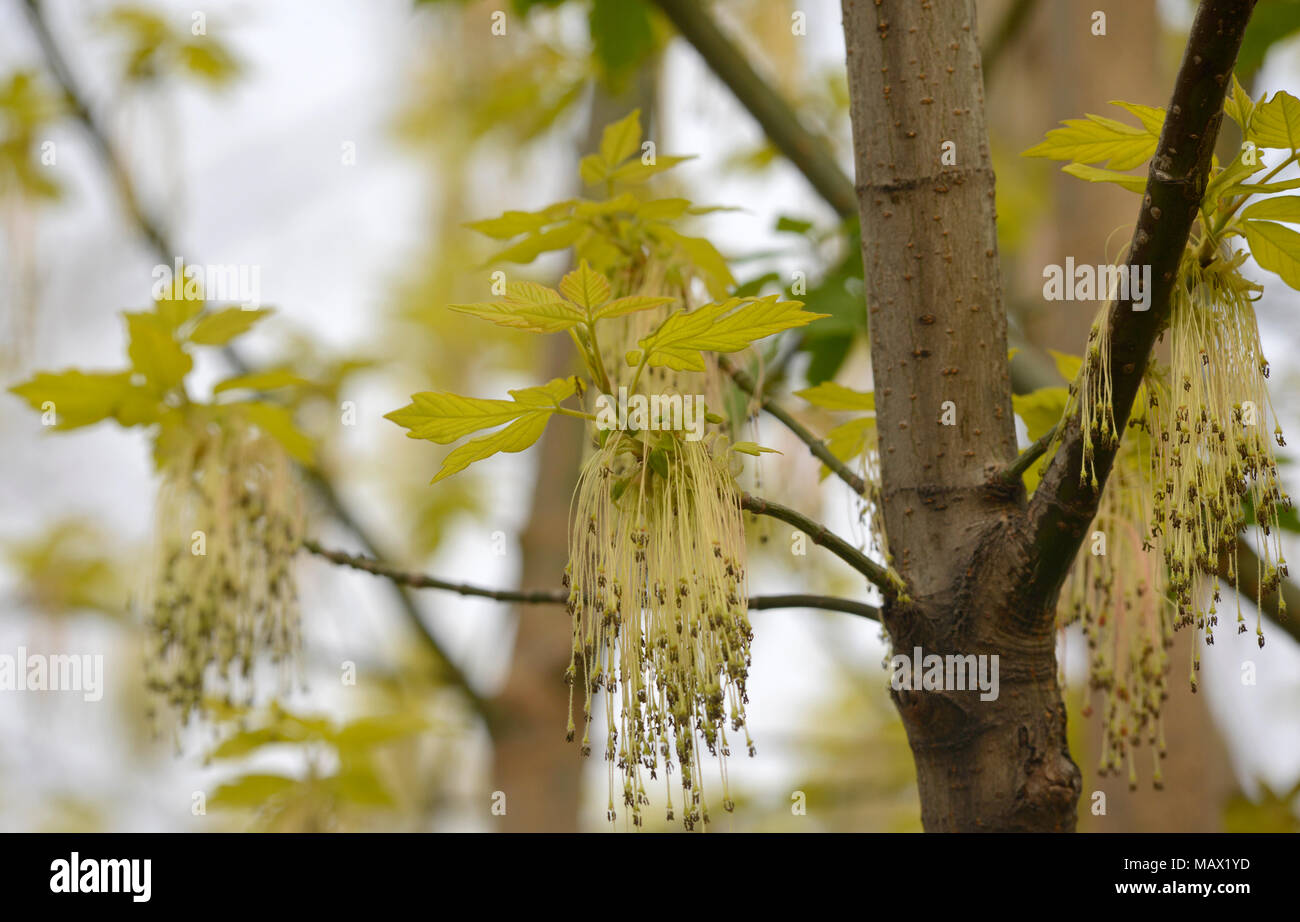 Flowers hang from branches of a small tree in a Beijing park in early ...