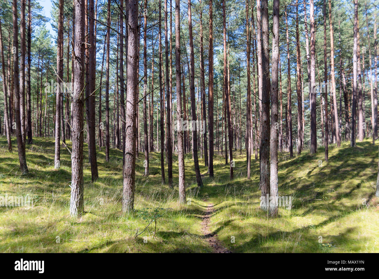 pine trees forest by bright sunny summer day Stock Photo - Alamy
