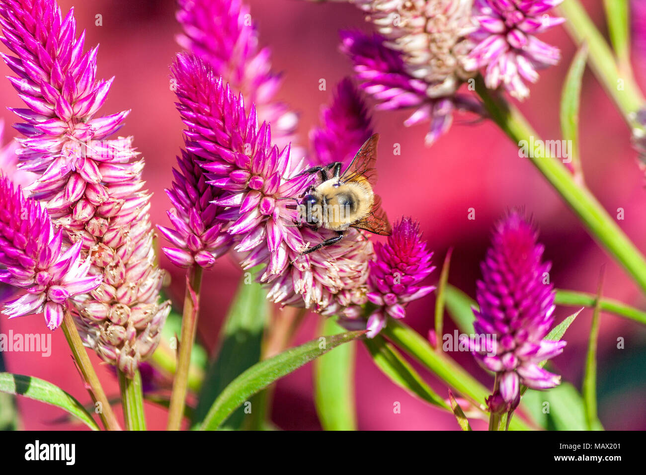 buzzing bumble bee pollinating flowers Stock Photo - Alamy