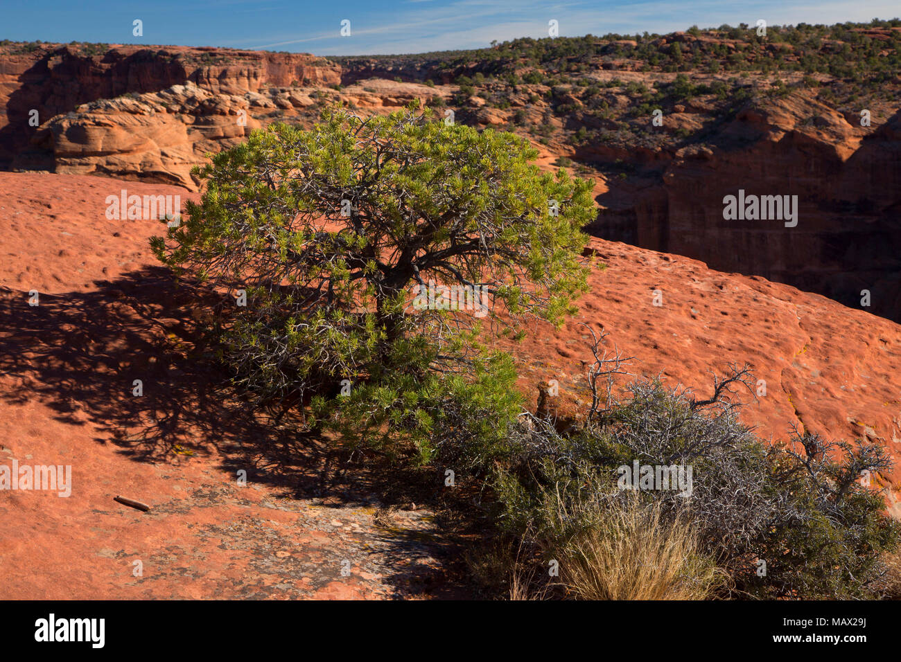 Pinyon pine native american hi-res stock photography and images - Alamy