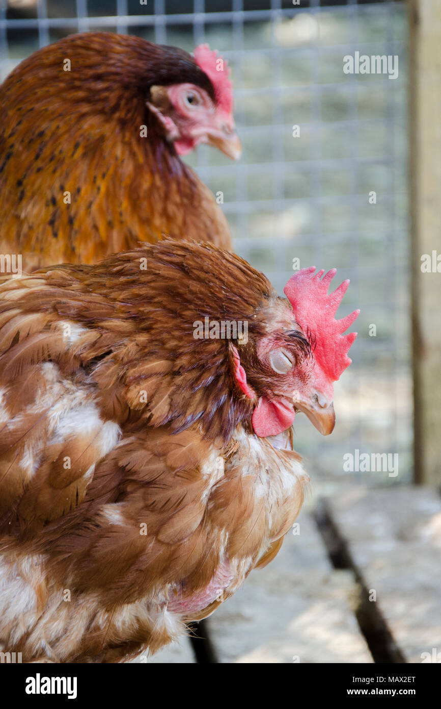 GLASGOW, SCOTLAND - JUNE 07 2013: A hen looks over to a sleeping hen ...