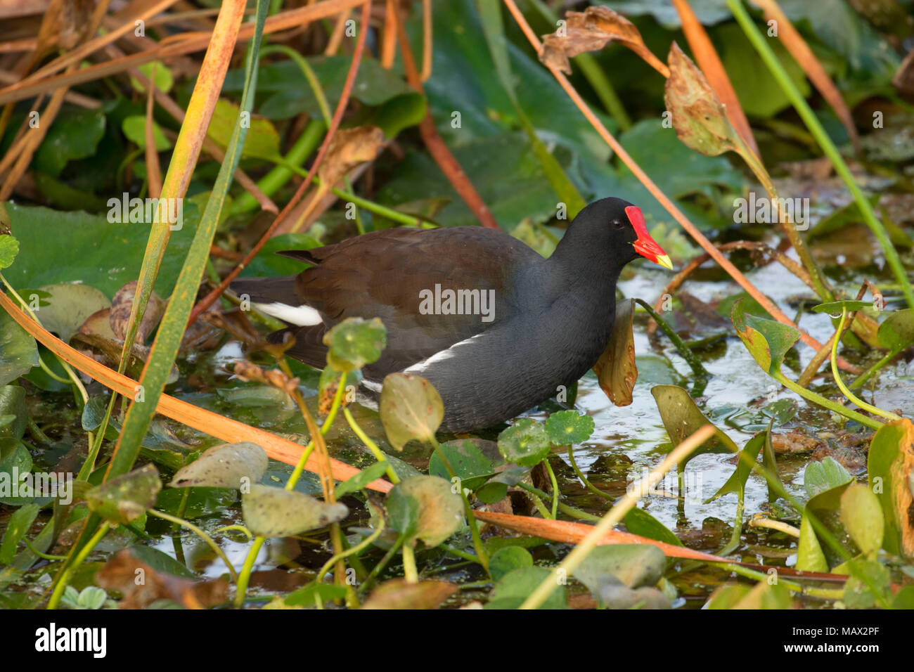 Common gallinule (Gallinula galeata), Orlando Wetlands Park, Florida ...