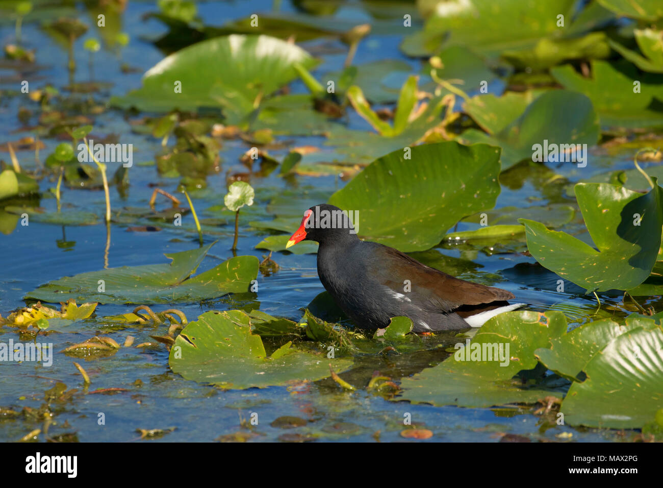 Common gallinule (Gallinula galeata), Orlando Wetlands Park, Florida ...