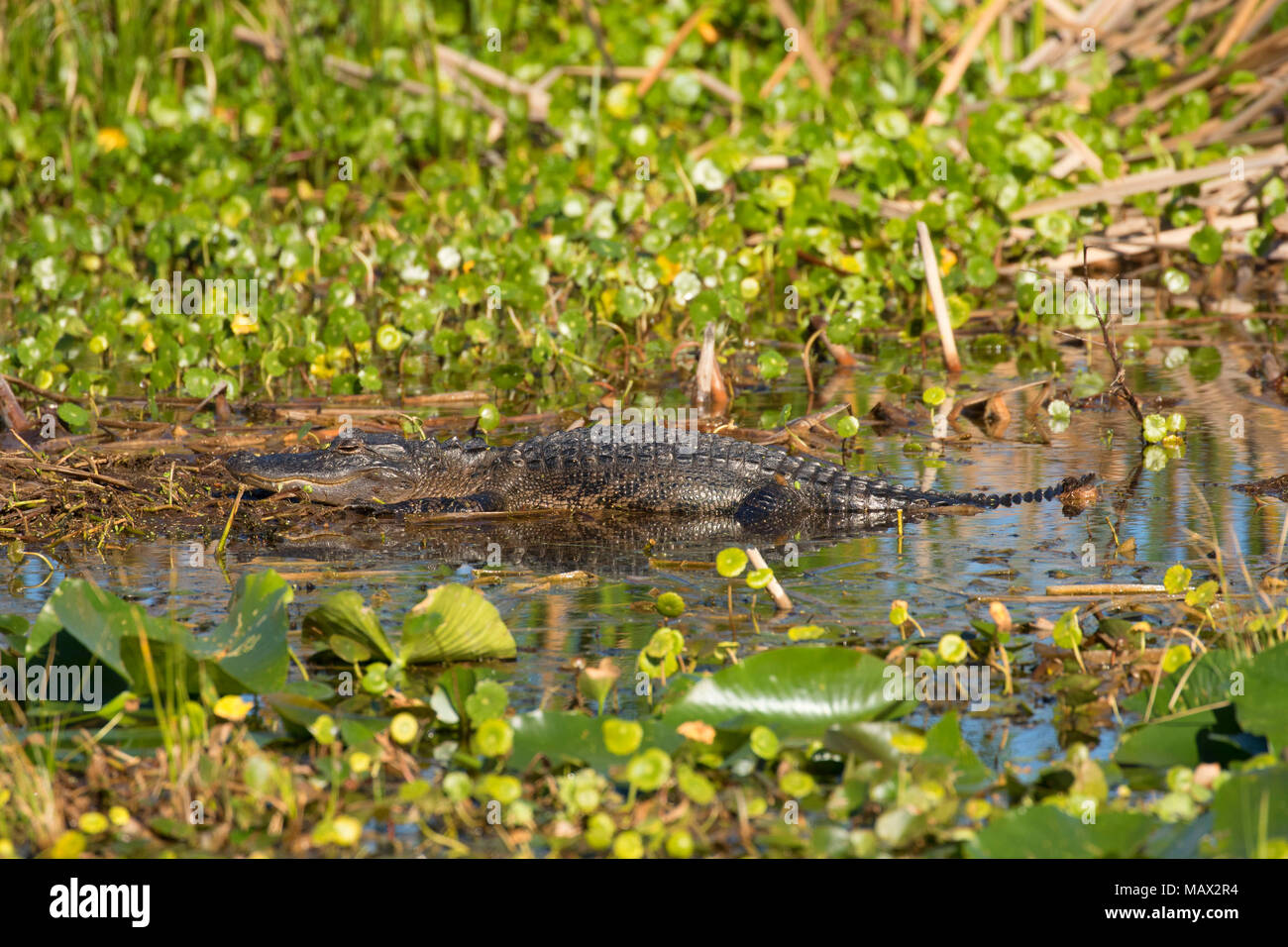 American alligator (Alligator mississippiensis), Orlando Wetlands Park ...