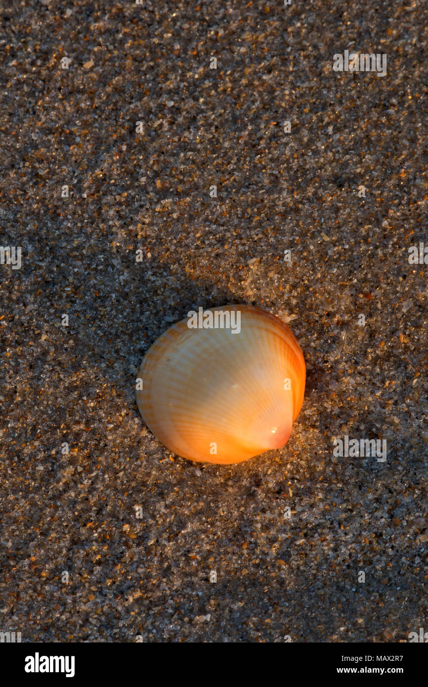 Shell on beach, Pepper Park Beachside, Fort Pierce, Florida Stock Photo ...