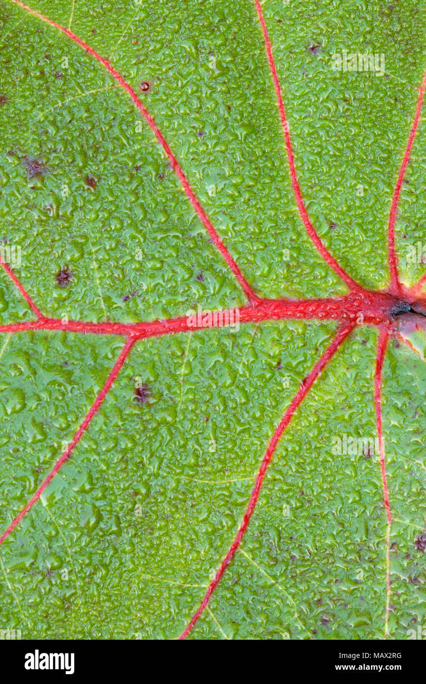Sea grape coccoloba uvifera hi-res stock photography and images - Alamy