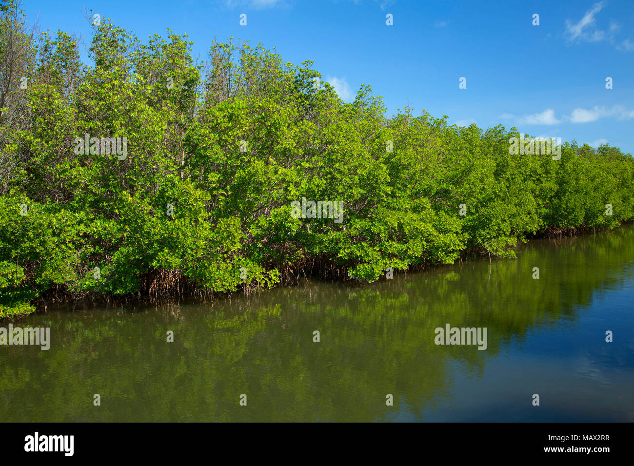 Mangrove wetland, Bear Point Sanctuary, Florida Stock Photo - Alamy