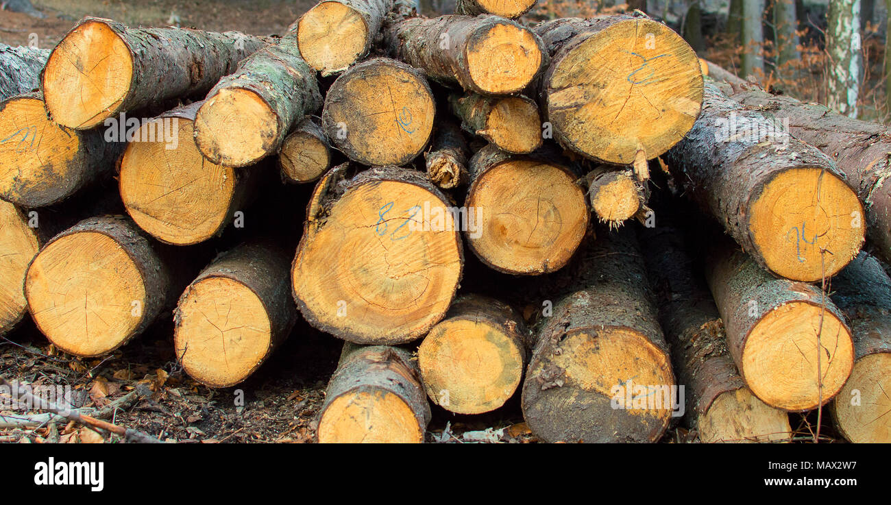 Tree lumbering hi-res stock photography and images - Alamy