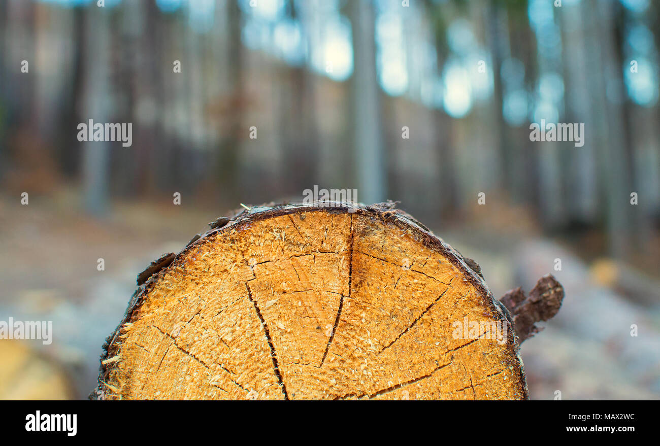 Detail of tree trunk lying in forest Stock Photo - Alamy