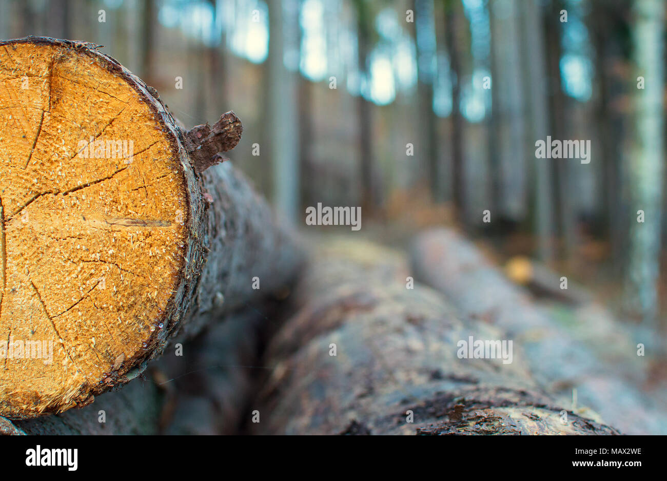 Tree lumbering hi-res stock photography and images - Alamy