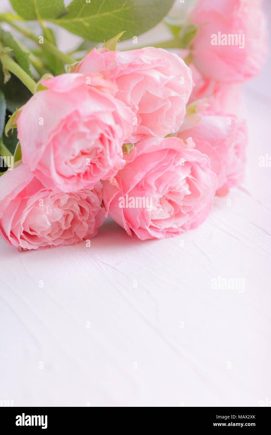 Pink roses over white background. Copy space. The concept of wedding ...