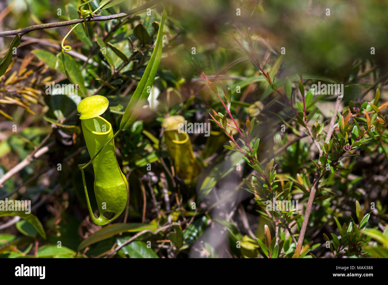 Pitcher plants hi-res stock photography and images - Alamy