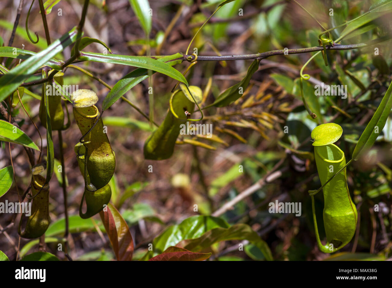 Pitcher plants hi-res stock photography and images - Alamy