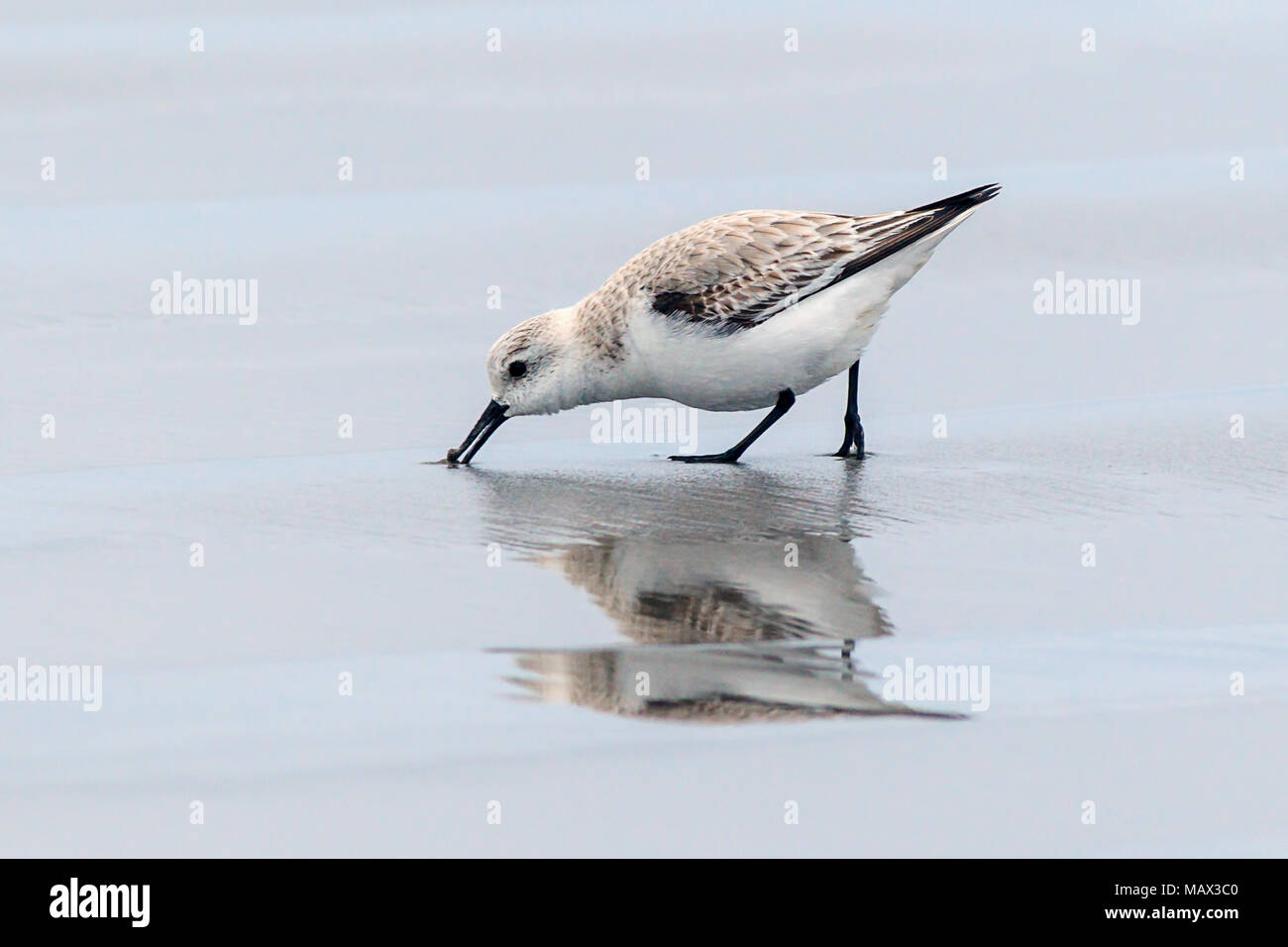 A sanderling on Del Ray beach walking around just north of Seaside ...