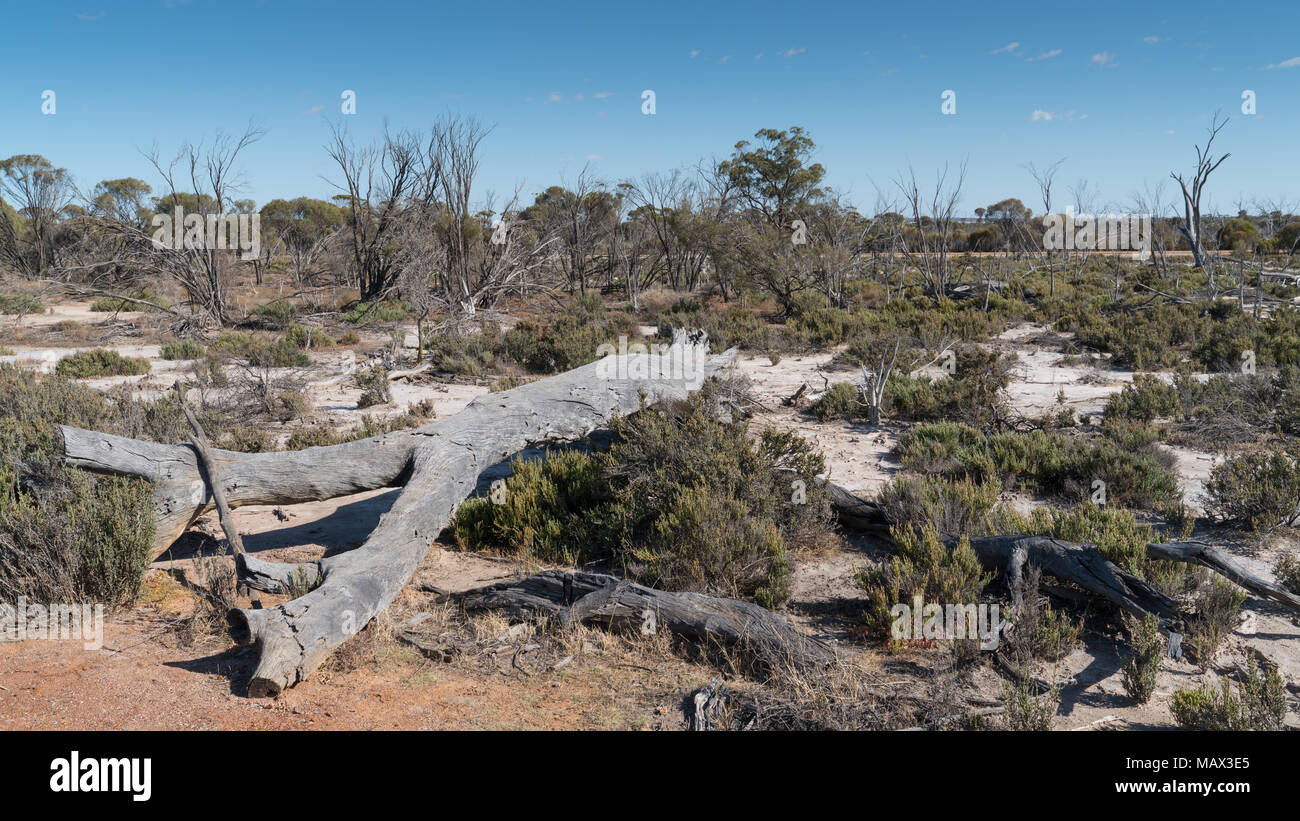Landscape around the Wave Rock, famous place in the outback of Western ...