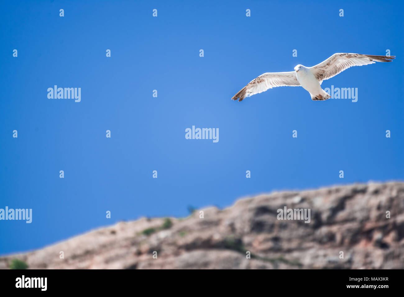 Flying Bird From Above High Resolution Stock Photography and Images - Alamy