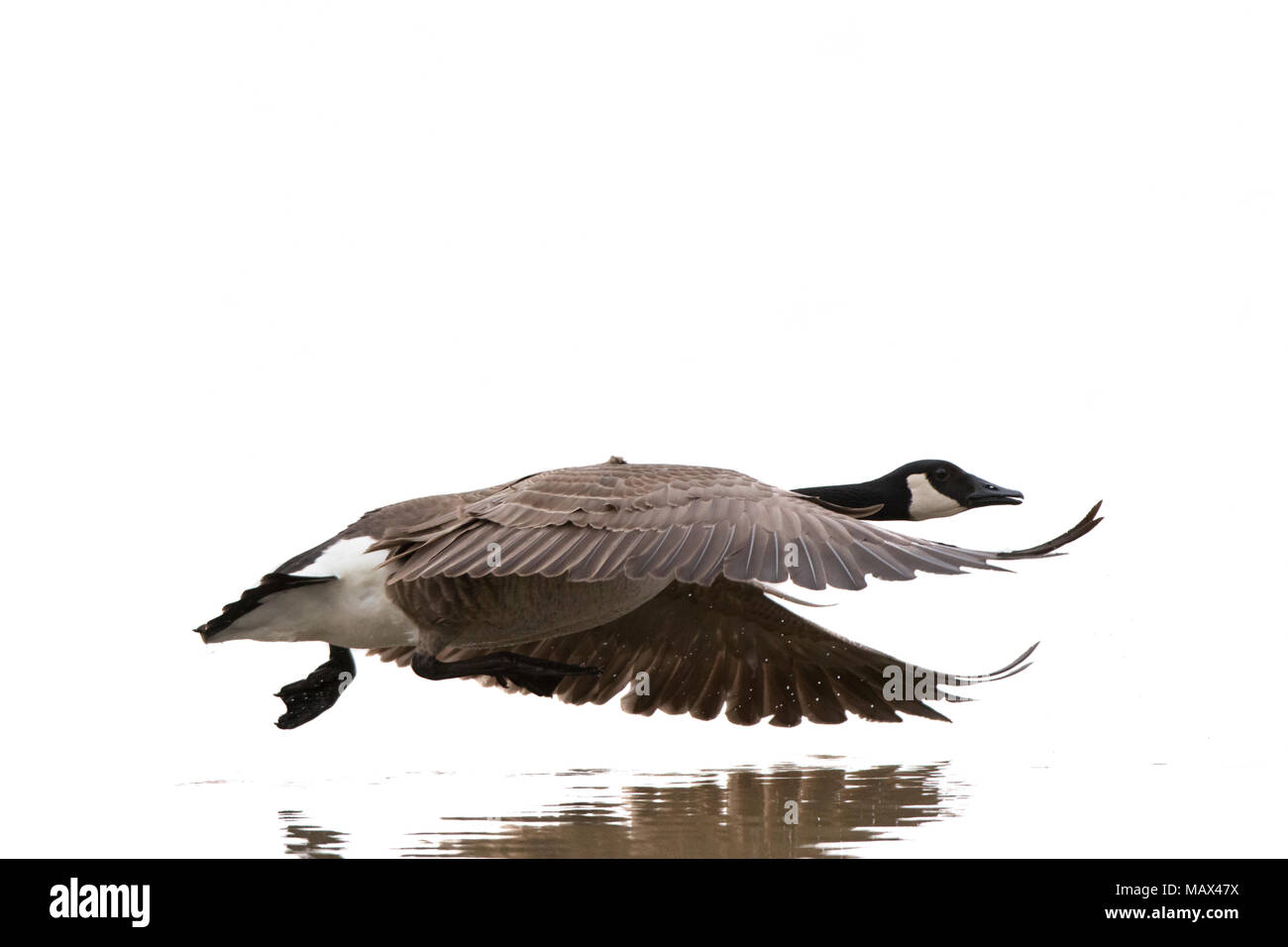 30000-00109 Canada Goose in flight (Branta canadensis) on white ...