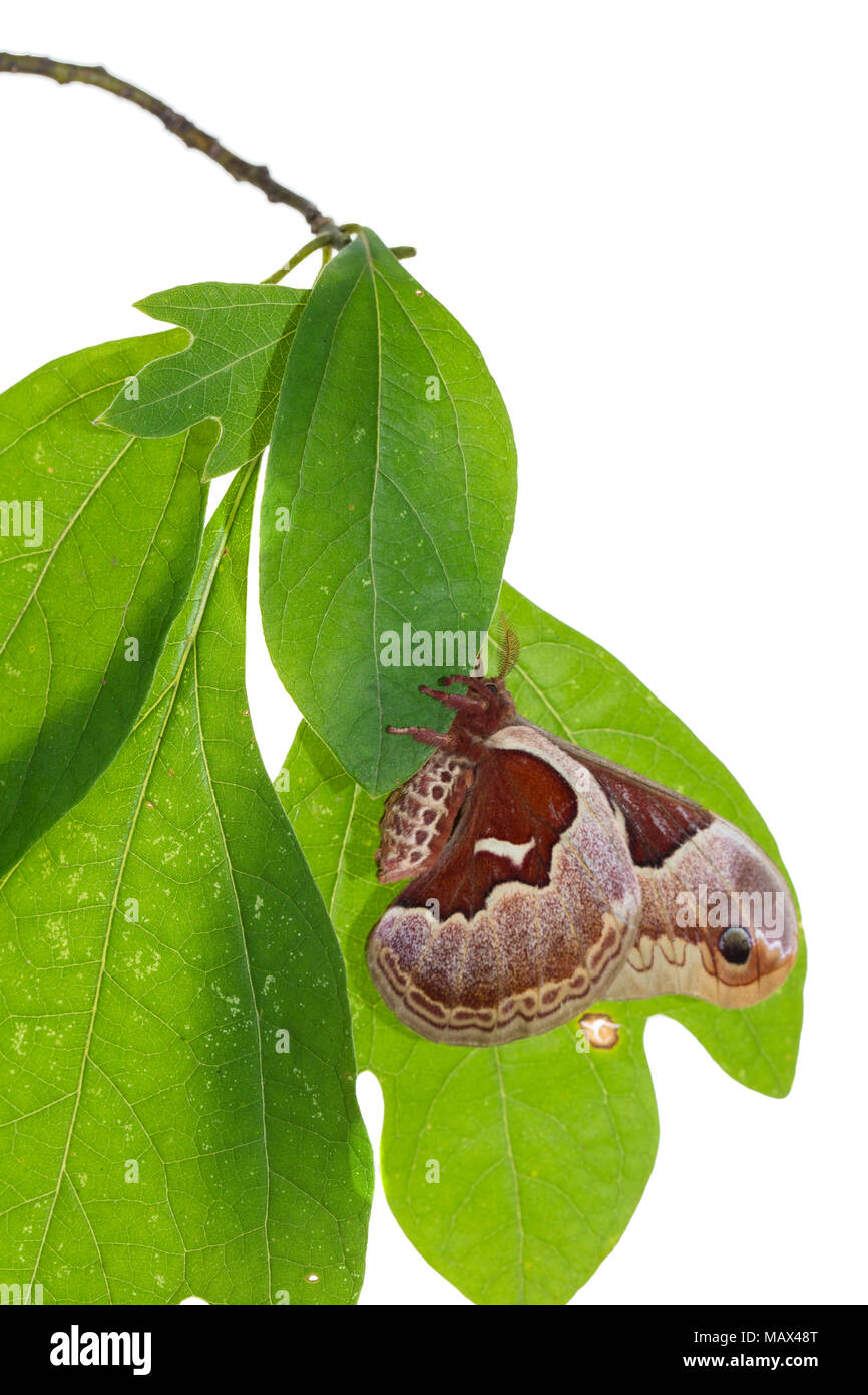 30040-00216 Promethea Moth (Callosamia promethea) female on white ...