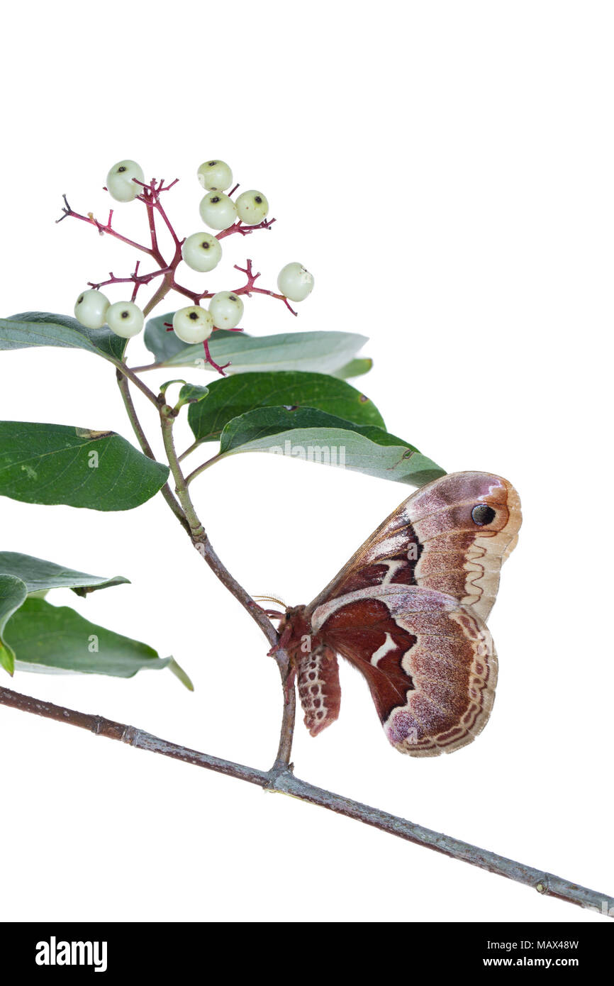 30040-00218 Promethea Moth (Callosamia promethea) female on Gray ...