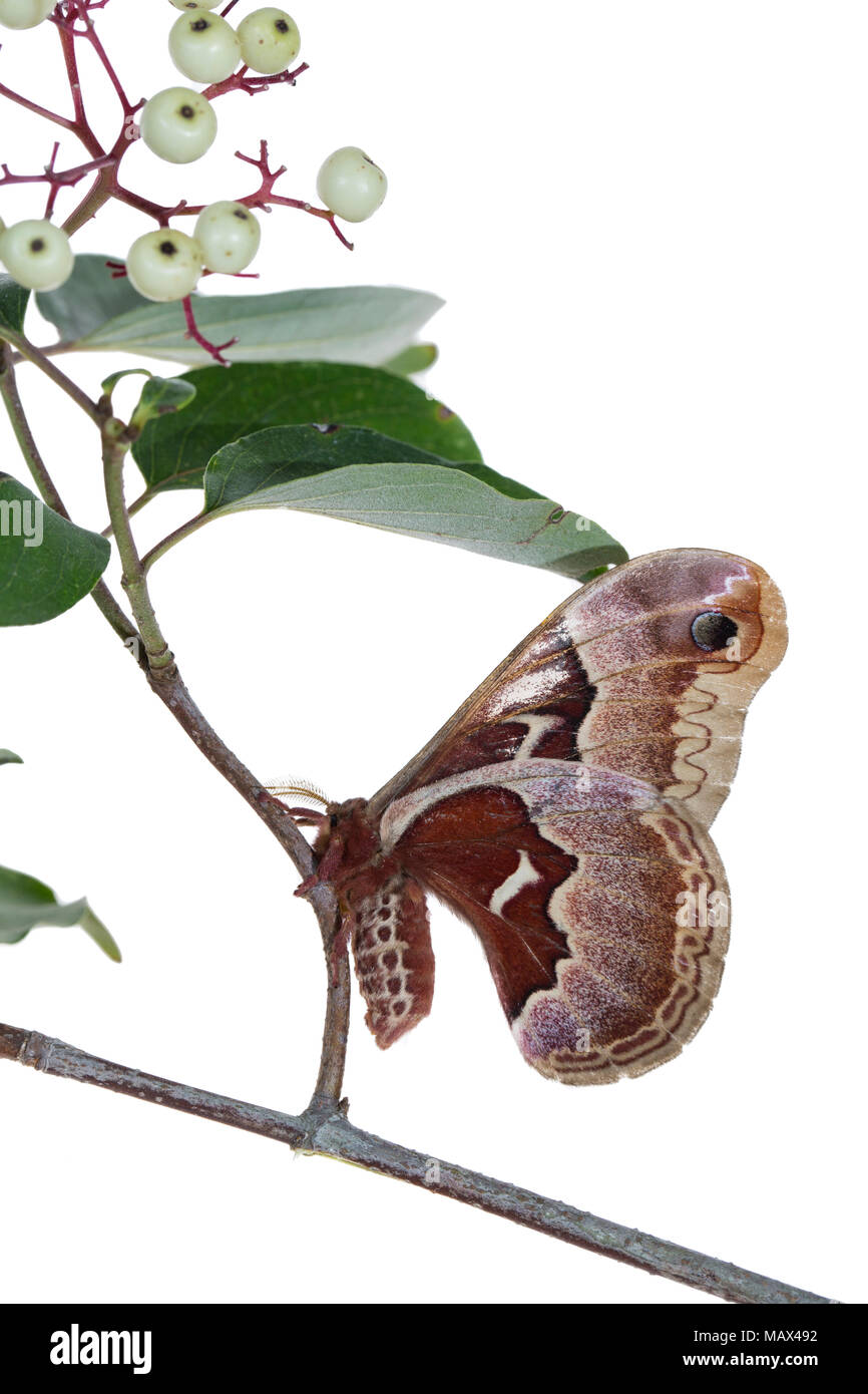 30040-00219 Promethea Moth (Callosamia promethea) female on Gray ...