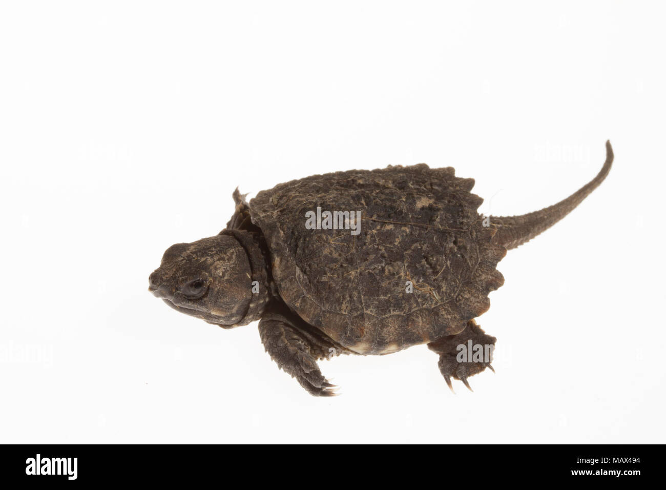 Snapping turtle on white hi-res stock photography and images - Alamy