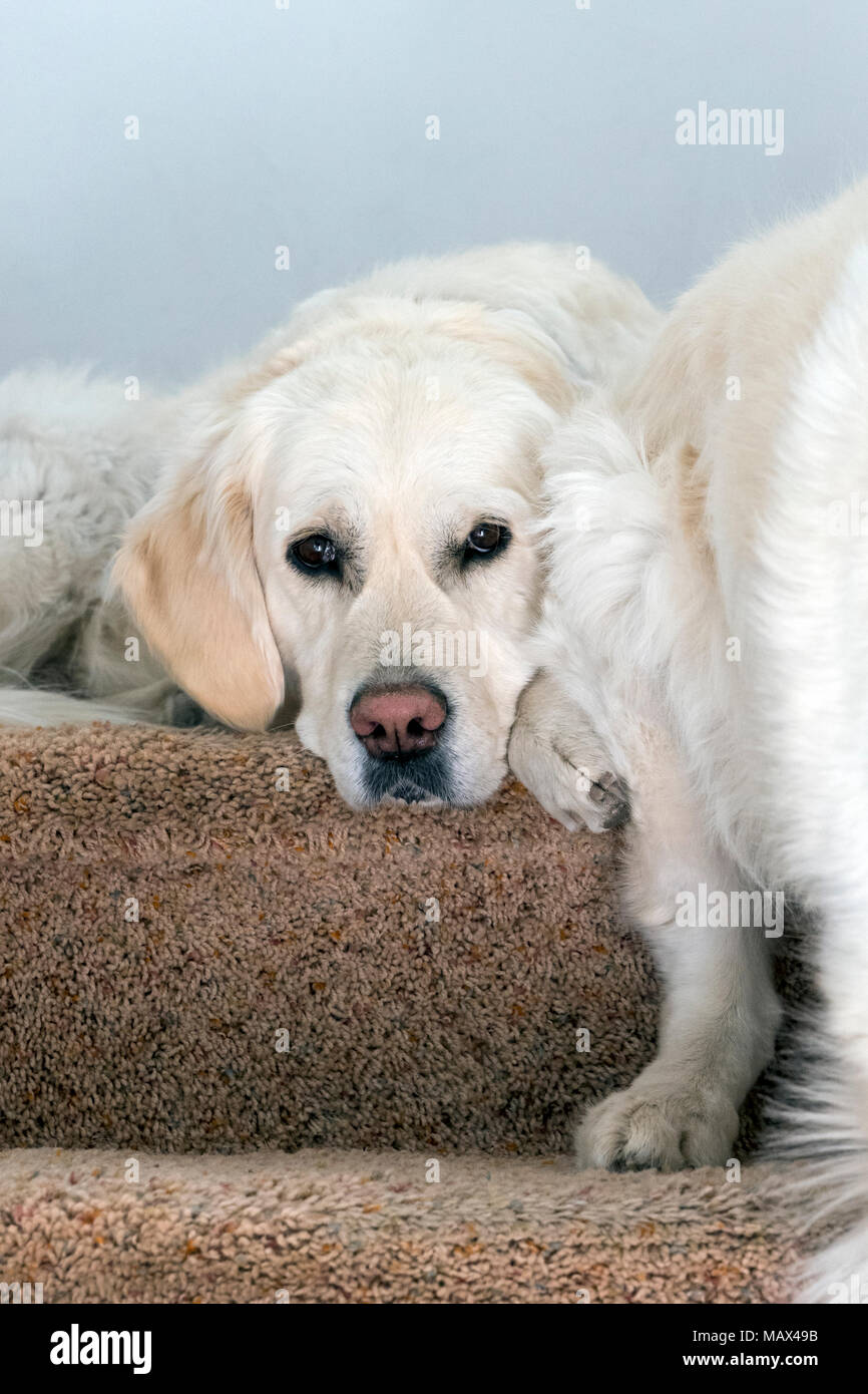Platinum love hi-res stock photography and images - Alamy