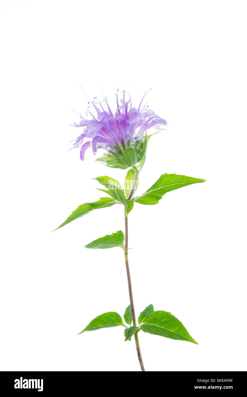 30099-00319 Pink Bee Balm (Monarda didyma) on white background, Marion ...