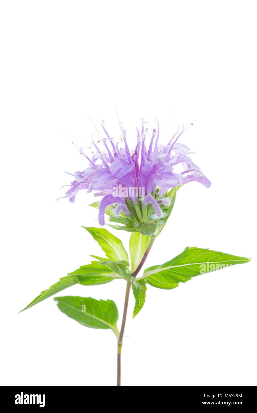 30099-00320 Pink Bee Balm (Monarda didyma) on white background, Marion ...