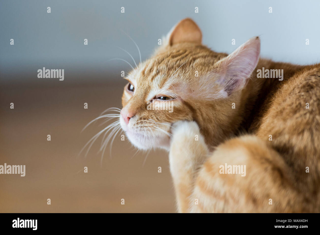 young ginger cat scratching his face Stock Photo - Alamy