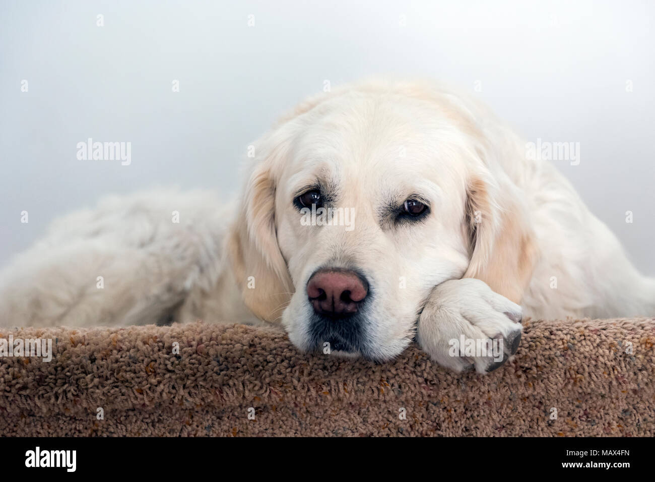 Platinum golden retriever hi-res stock photography and images - Alamy