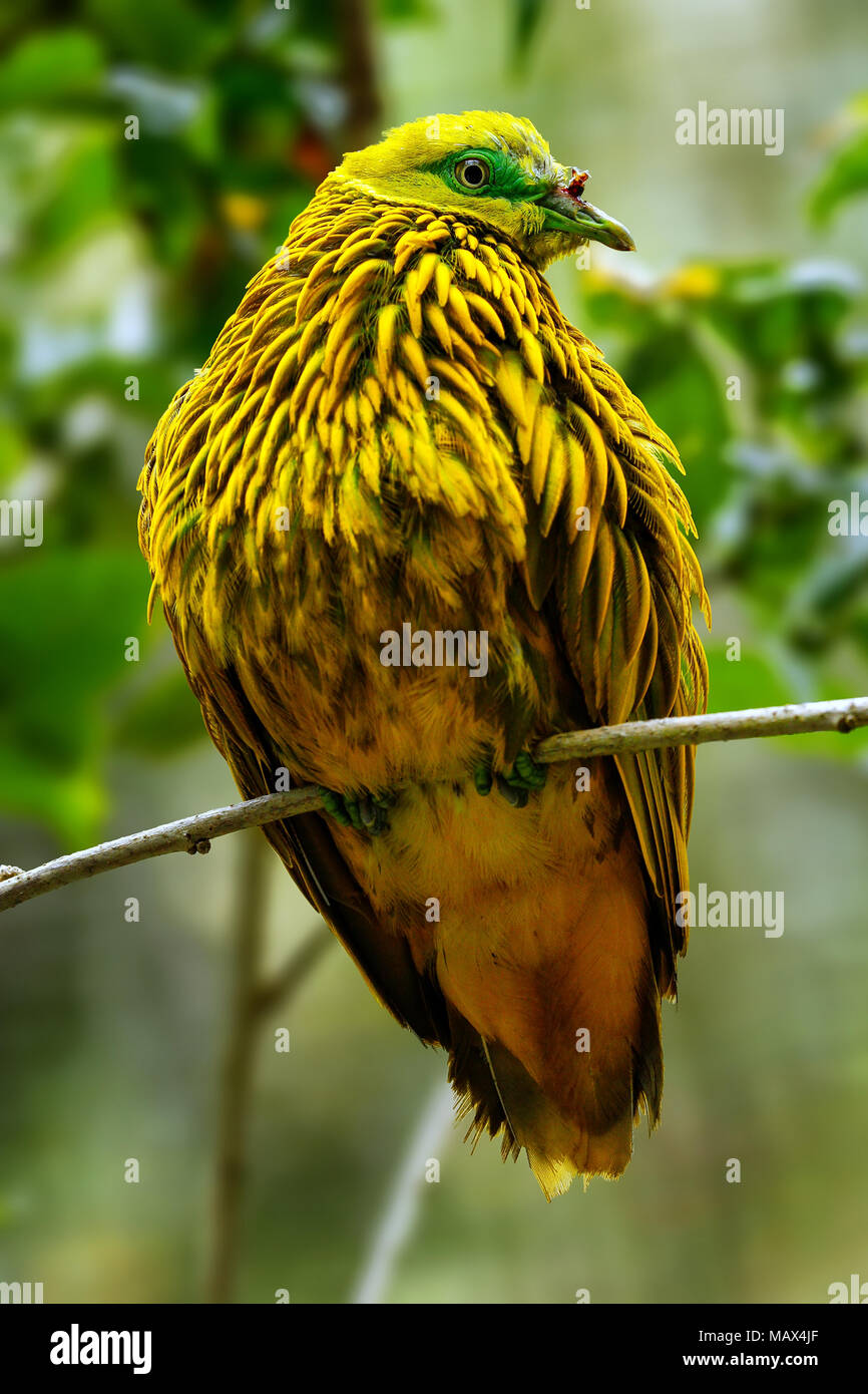 Golden dove (Ptilinopus luteovirens) sitting on a tree, Viti Levu ...