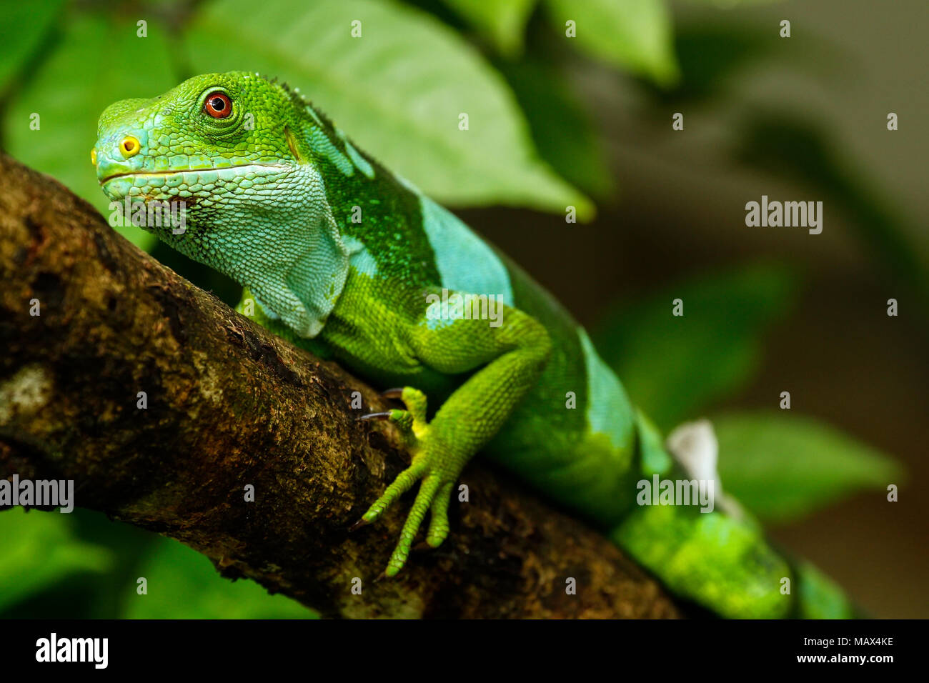 Male Fiji banded iguana (Brachylophus fasciatus) on Viti Levu Island ...