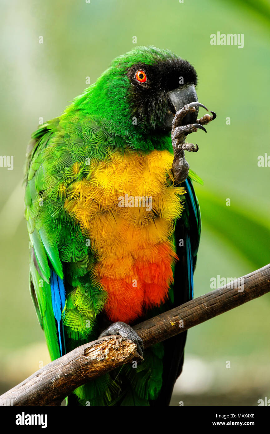 Sulphur breasted musk parrot hi-res stock photography and images - Alamy