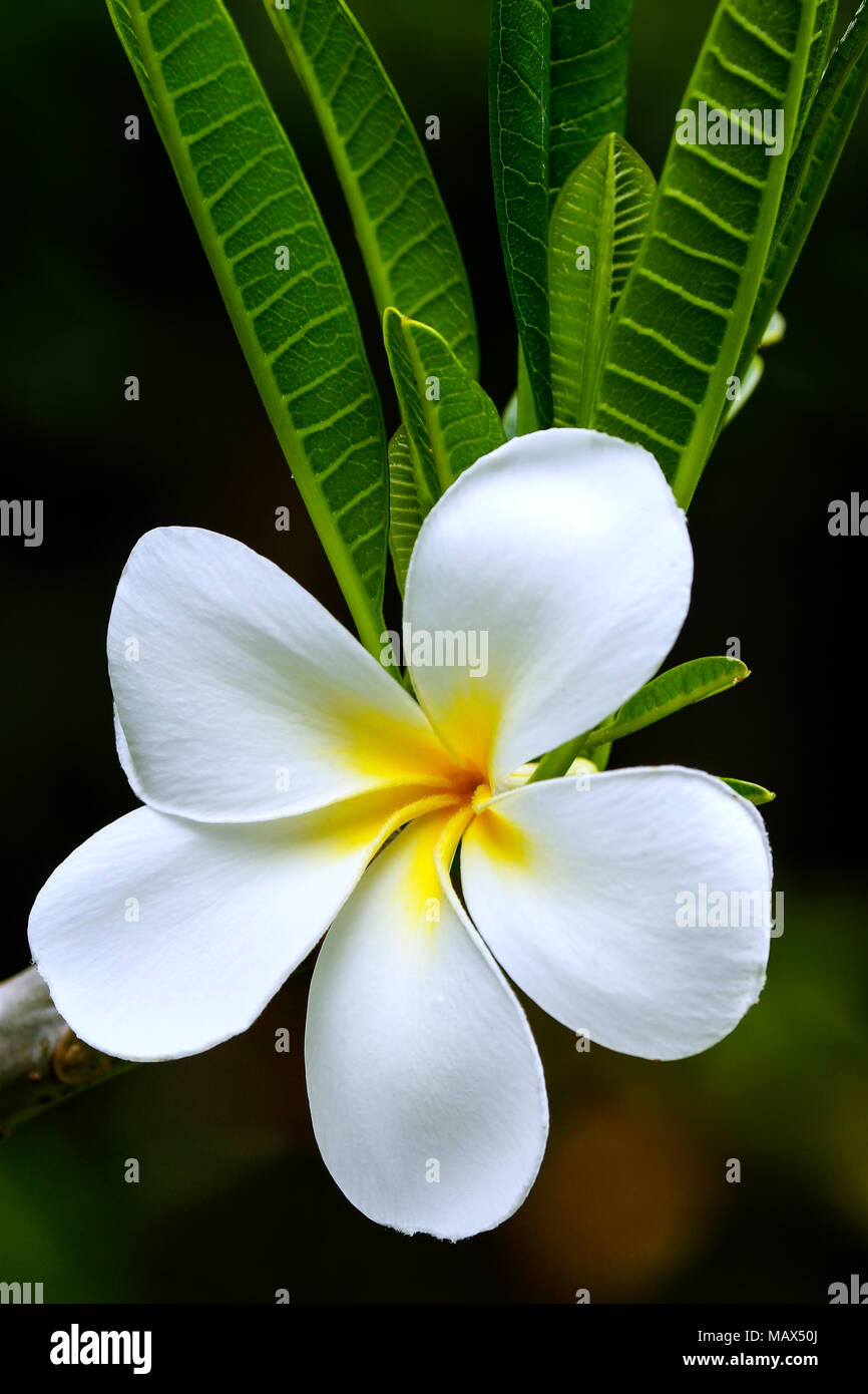 Fiji flower hi-res stock photography and images - Alamy