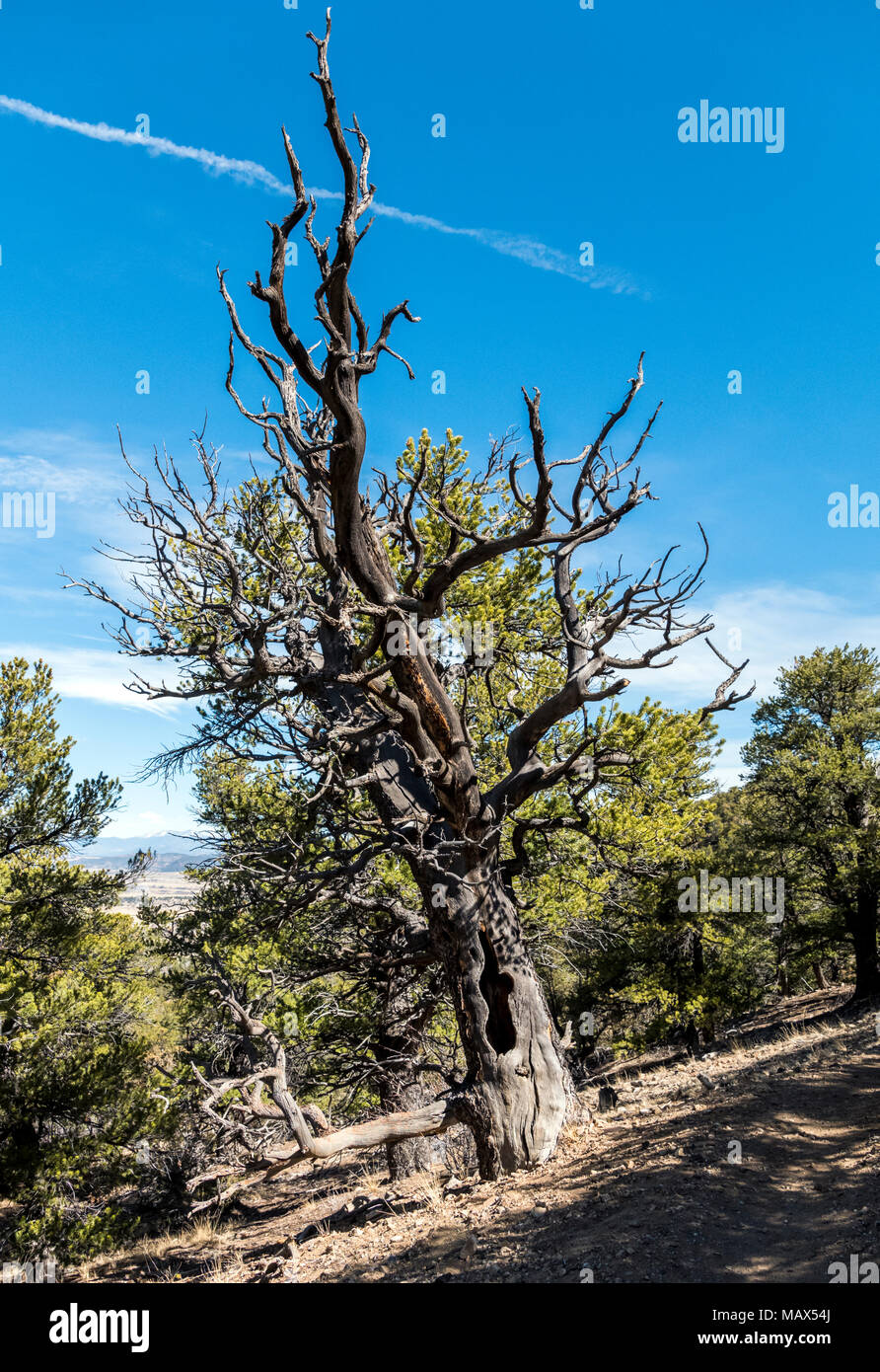 Weathered branches hi-res stock photography and images - Alamy