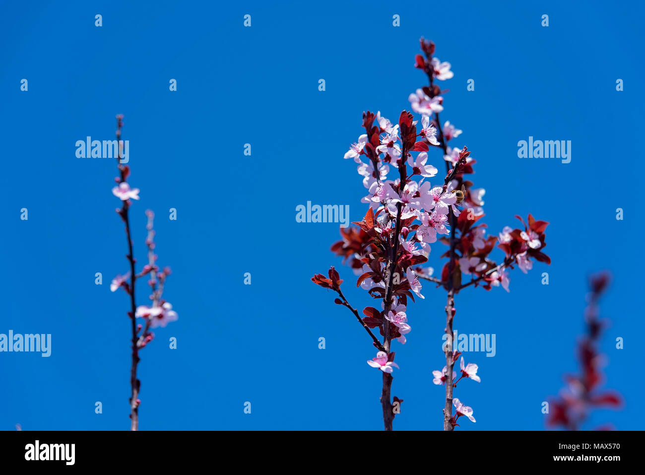 Flowering plum tree hi-res stock photography and images - Alamy