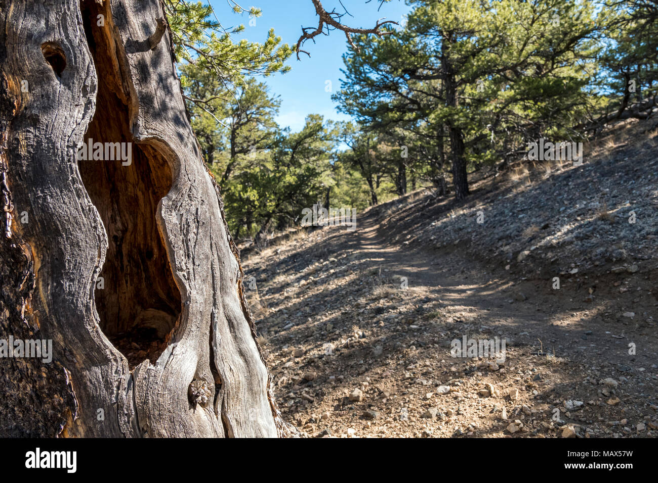 Weathered old dead pine tree along the Double Rainbow Trail; central ...