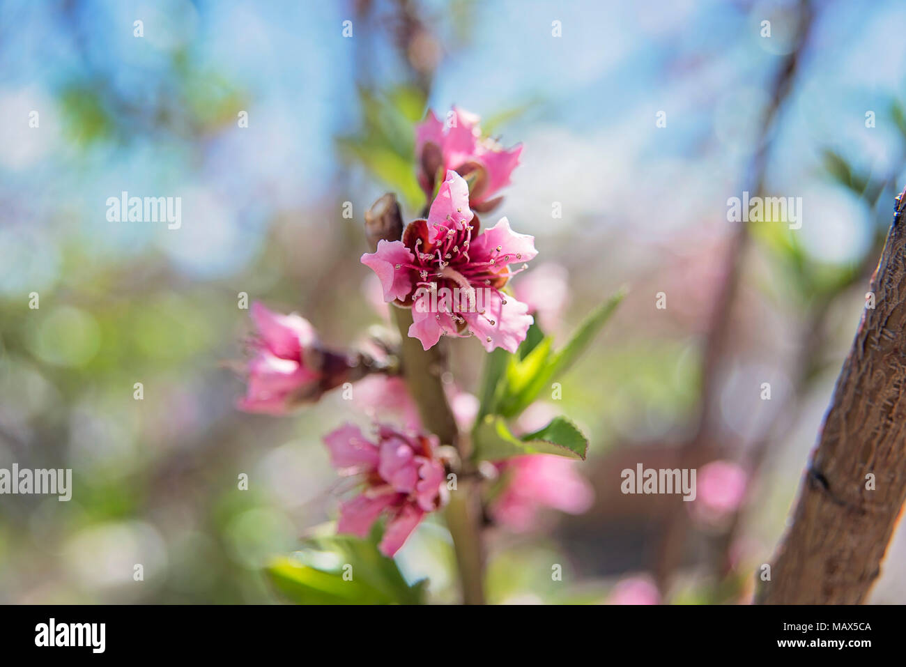 Blooming Peach Blossoms High Resolution Stock Photography and Images ...